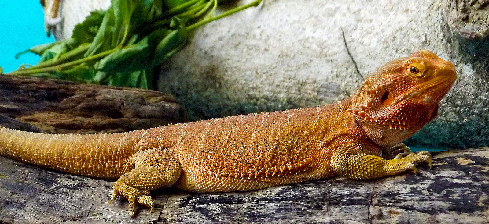 Support us - Refuge4Pets | Pet Fostering Charity