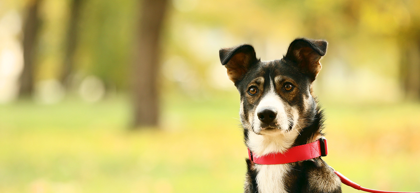 Sponsor an Animal - Refuge4Pets